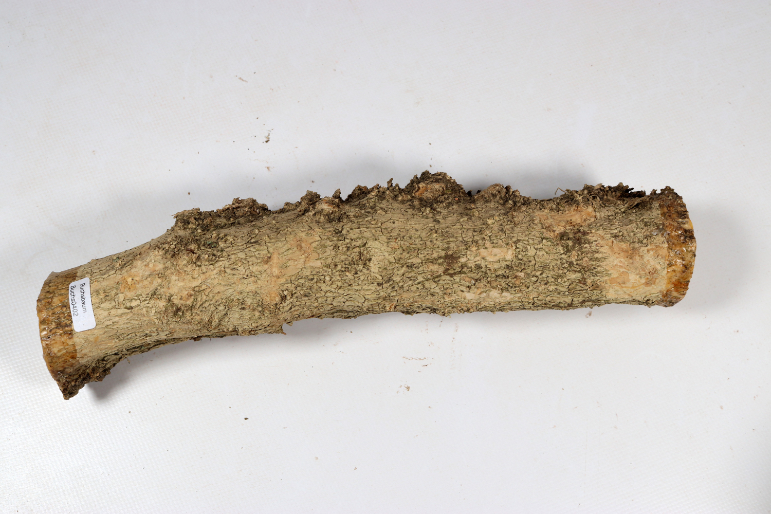 Boxwood Burl 300x60mm - Buchs0402 - Feines Holz