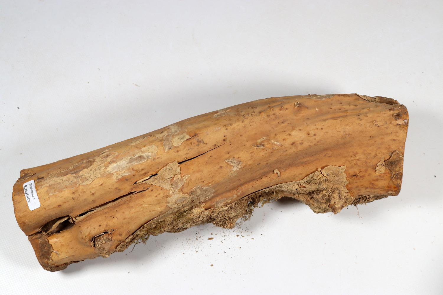 Boxwood Burl 340x90mm - Buchs0401 - Feines Holz